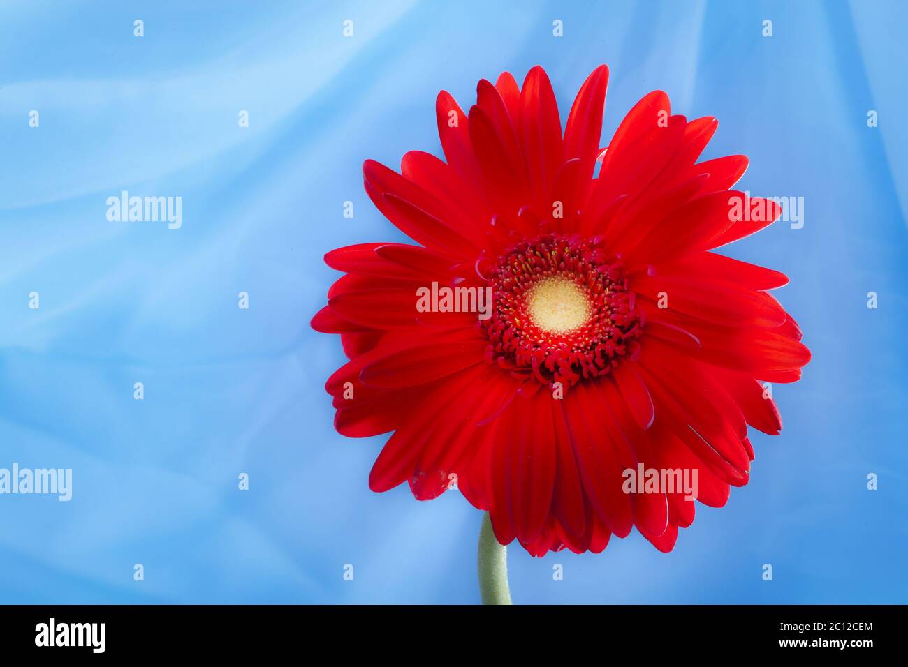 Gerbera leaf hi-res stock photography and images - Alamy