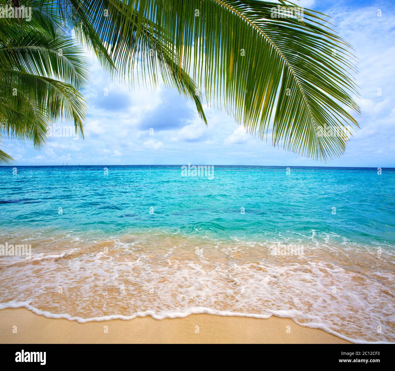 Sea leaves hi-res stock photography and images - Alamy