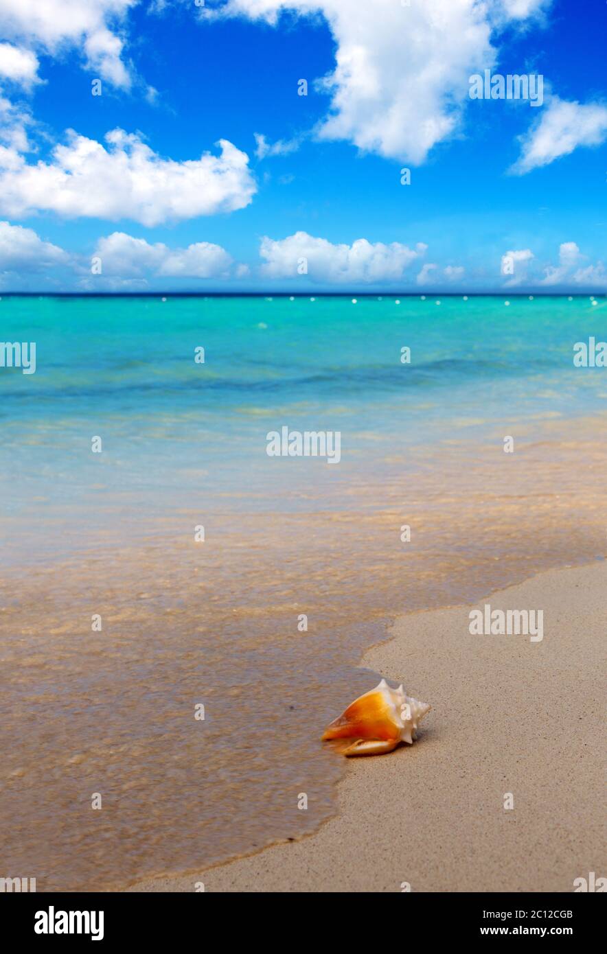 Sea shell on Caribbean beach Stock Photo - Alamy