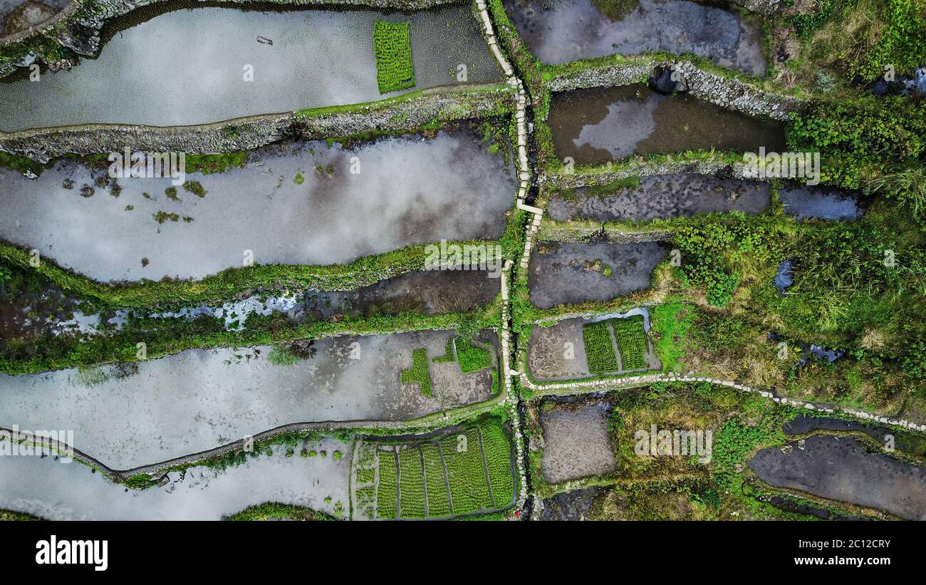 Aerial top-down view on paddy fields terraces full of water with ...