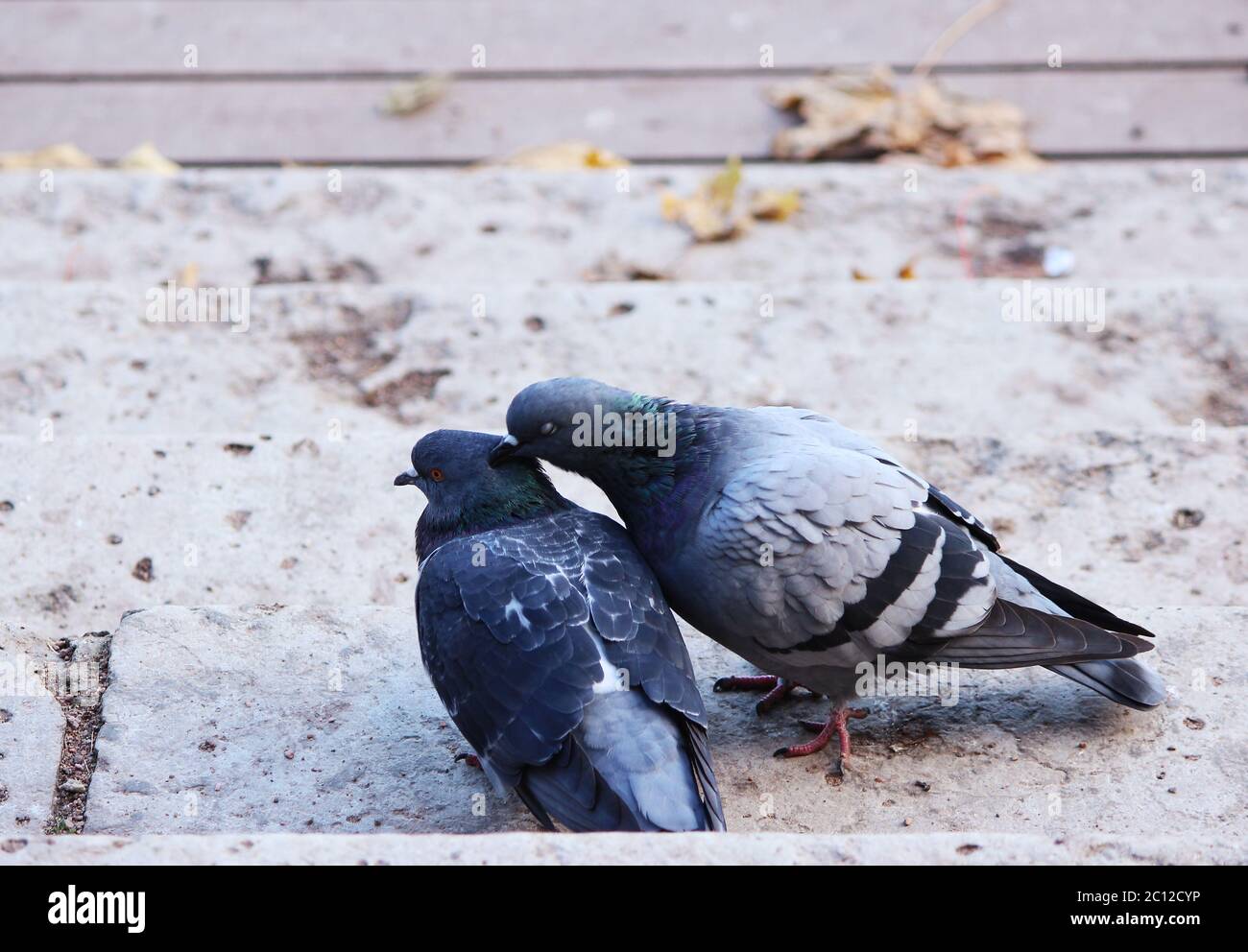 couple of doves in loving Stock Photo - Alamy