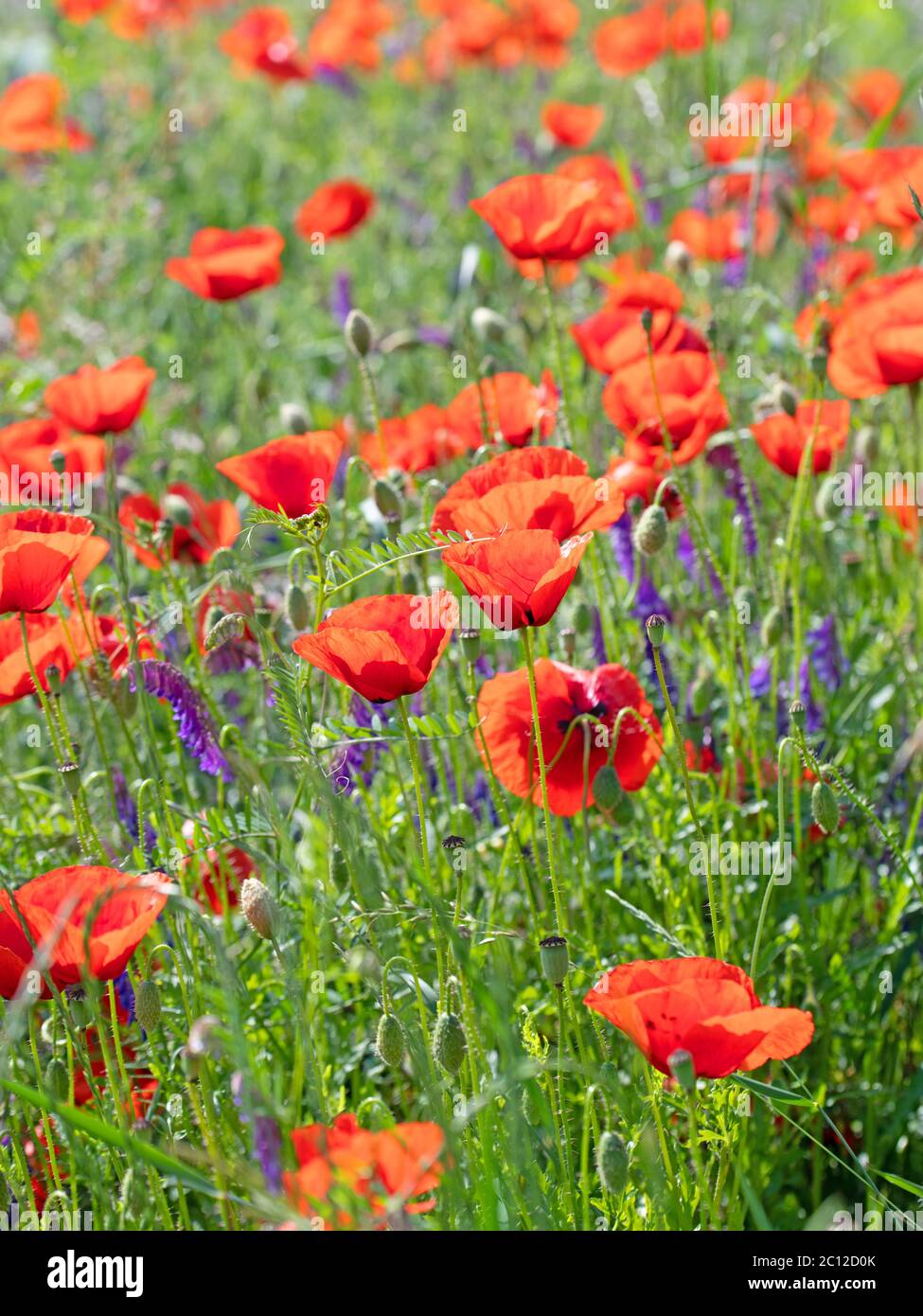 Corn poppy blooming hi-res stock photography and images - Alamy