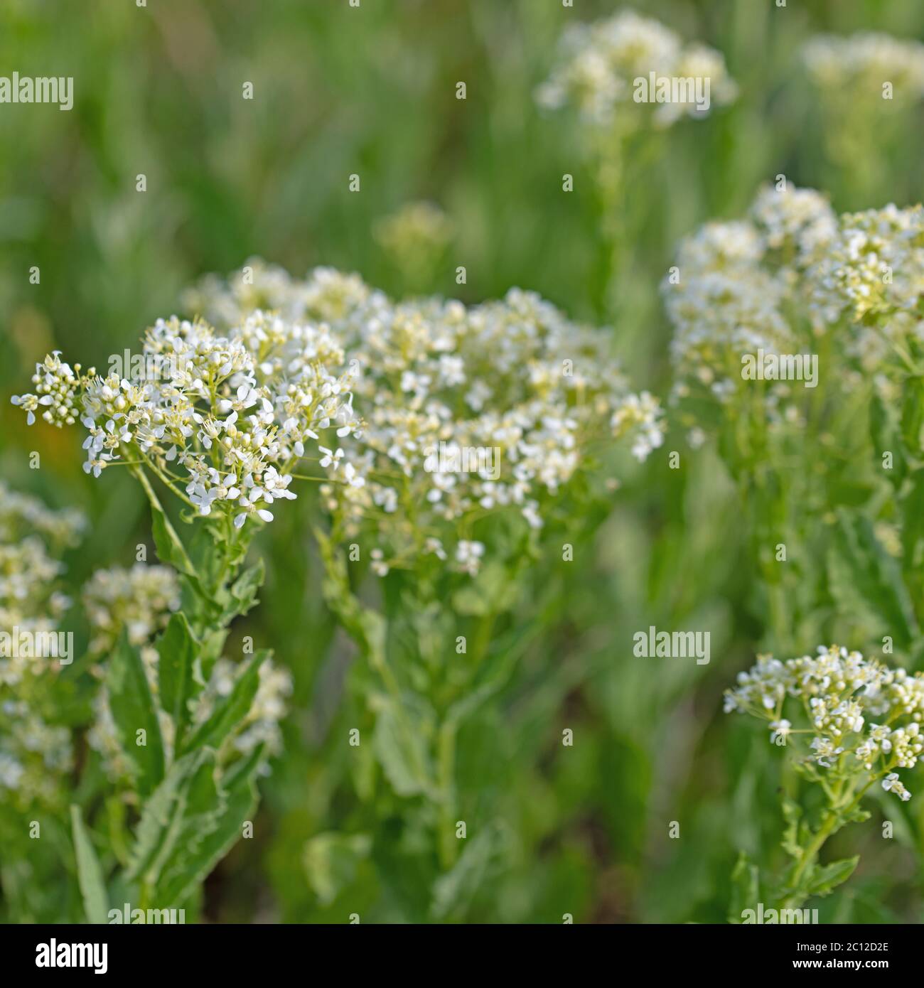 Lepidium draba hi-res stock photography and images - Alamy