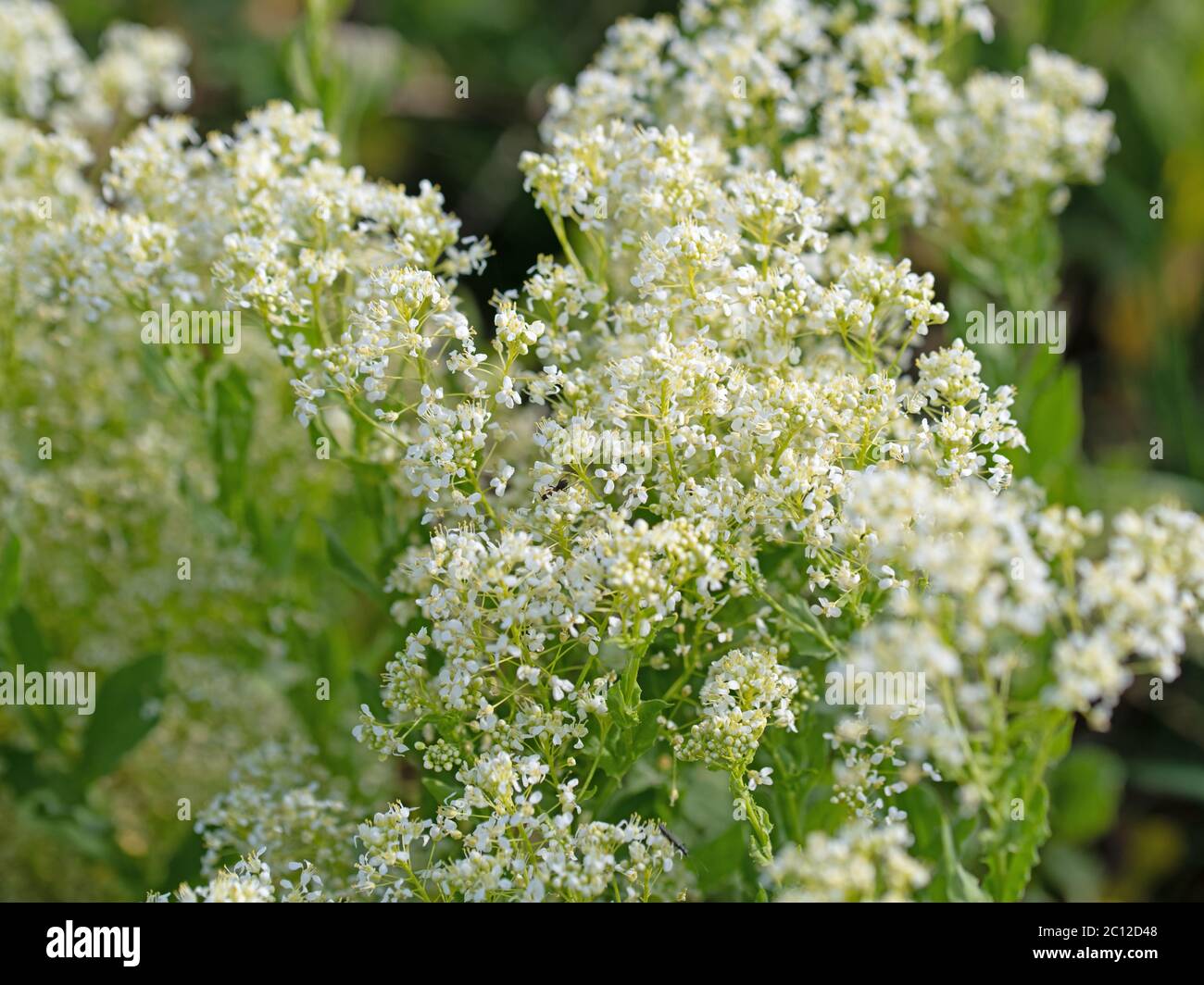 Flowering arrow cress, Lepidium draba, in spring Stock Photo - Alamy