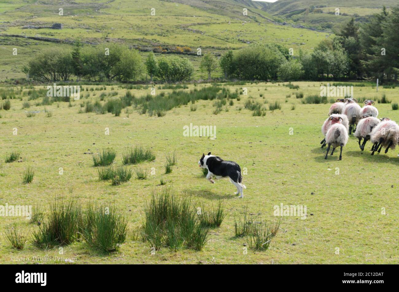 Black and white sheep dog runs behind the herd of sheep to control ...
