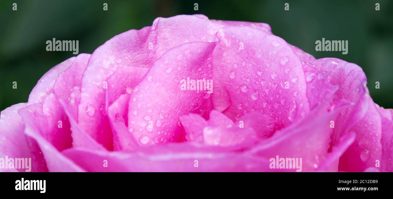 Beautiful pink rose closeup hi-res stock photography and images - Alamy