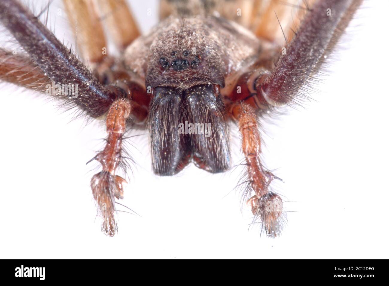 Spider head hi-res stock photography and images - Alamy
