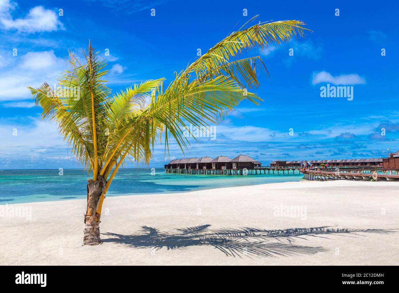 MALDIVES - JUNE 24, 2018: Palm tree at Tropical beach in the Maldives ...