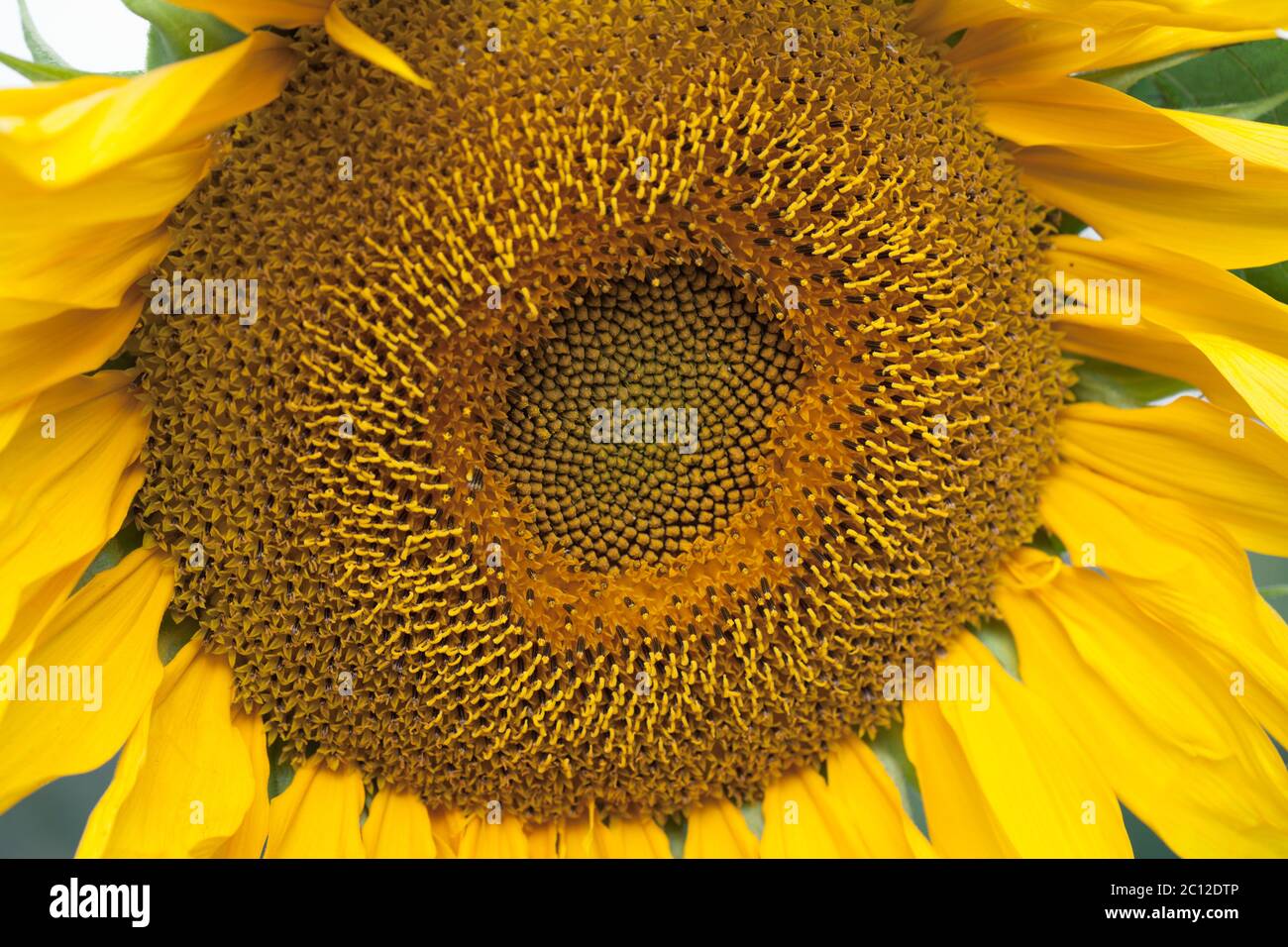 Sunflower Closeup Background Stock Photo - Alamy