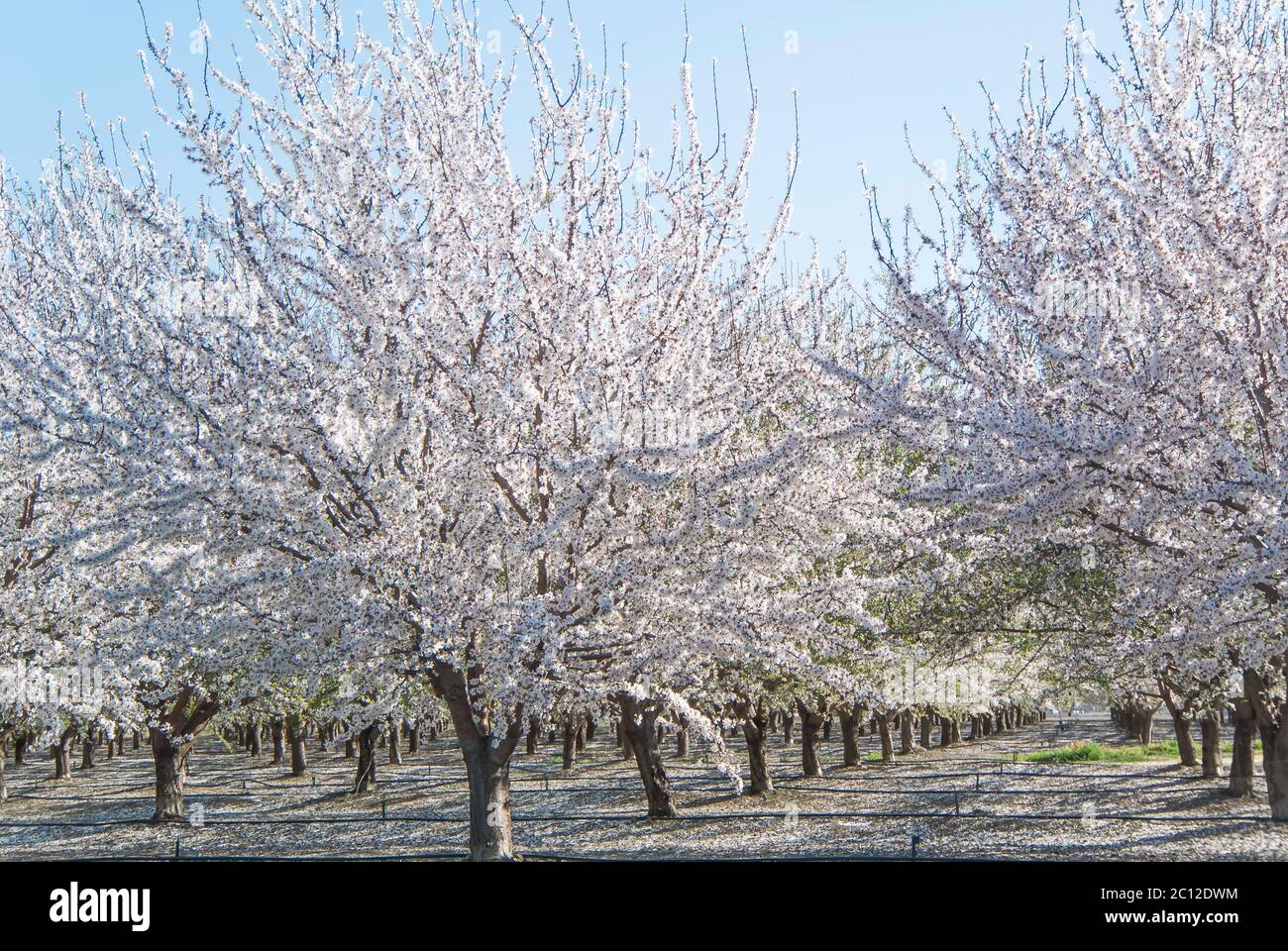 Almond Trees in Bloom Stock Photo - Alamy