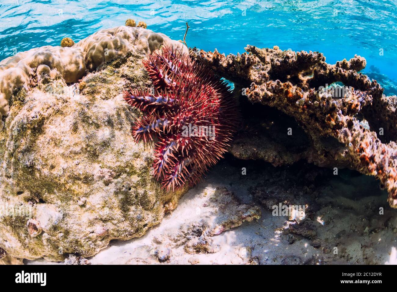 Indian Ocean Starfish High Resolution Stock Photography and Images - Alamy