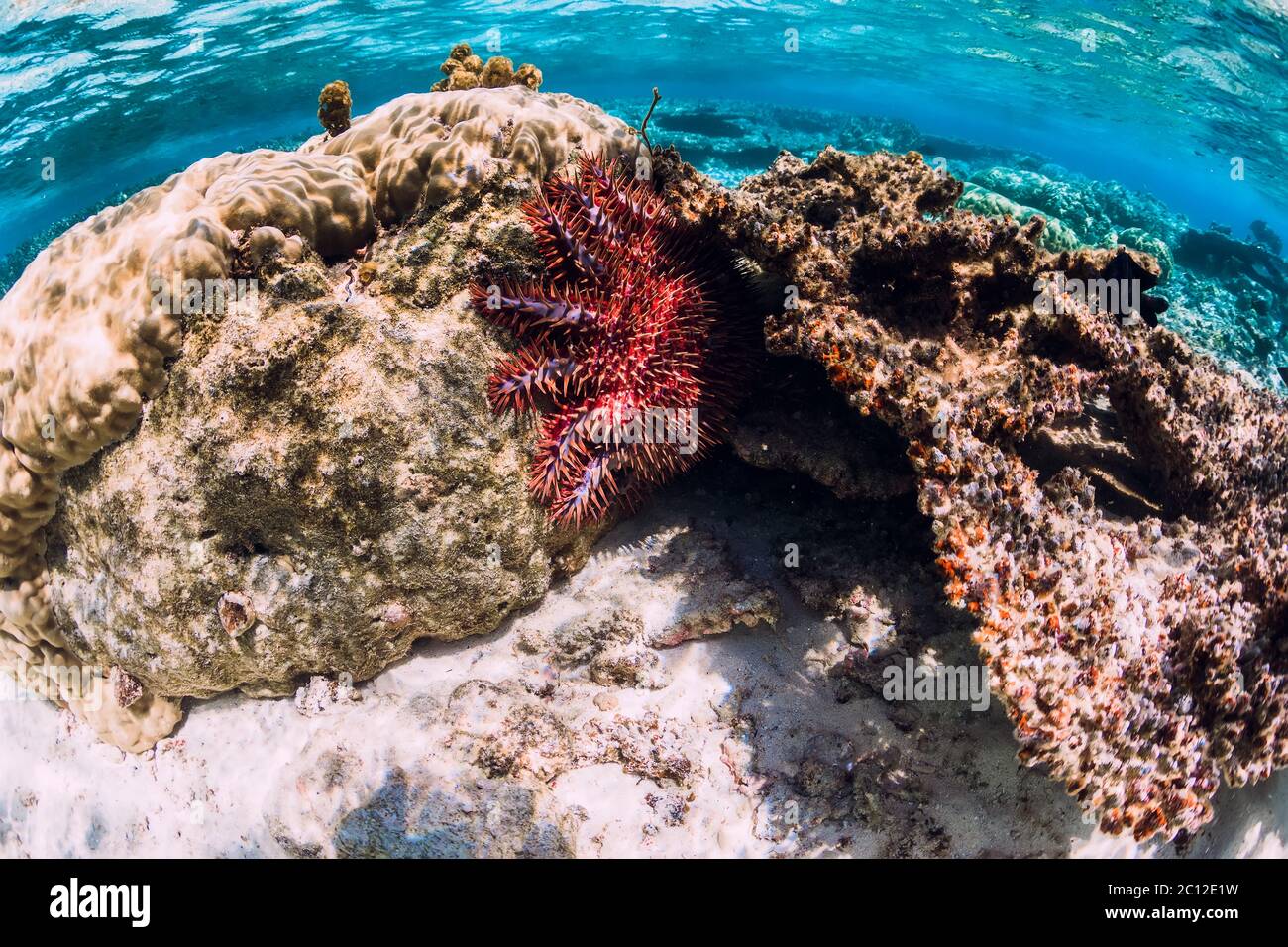 Coral Fish Starfish Caribbean High Resolution Stock Photography and ...
