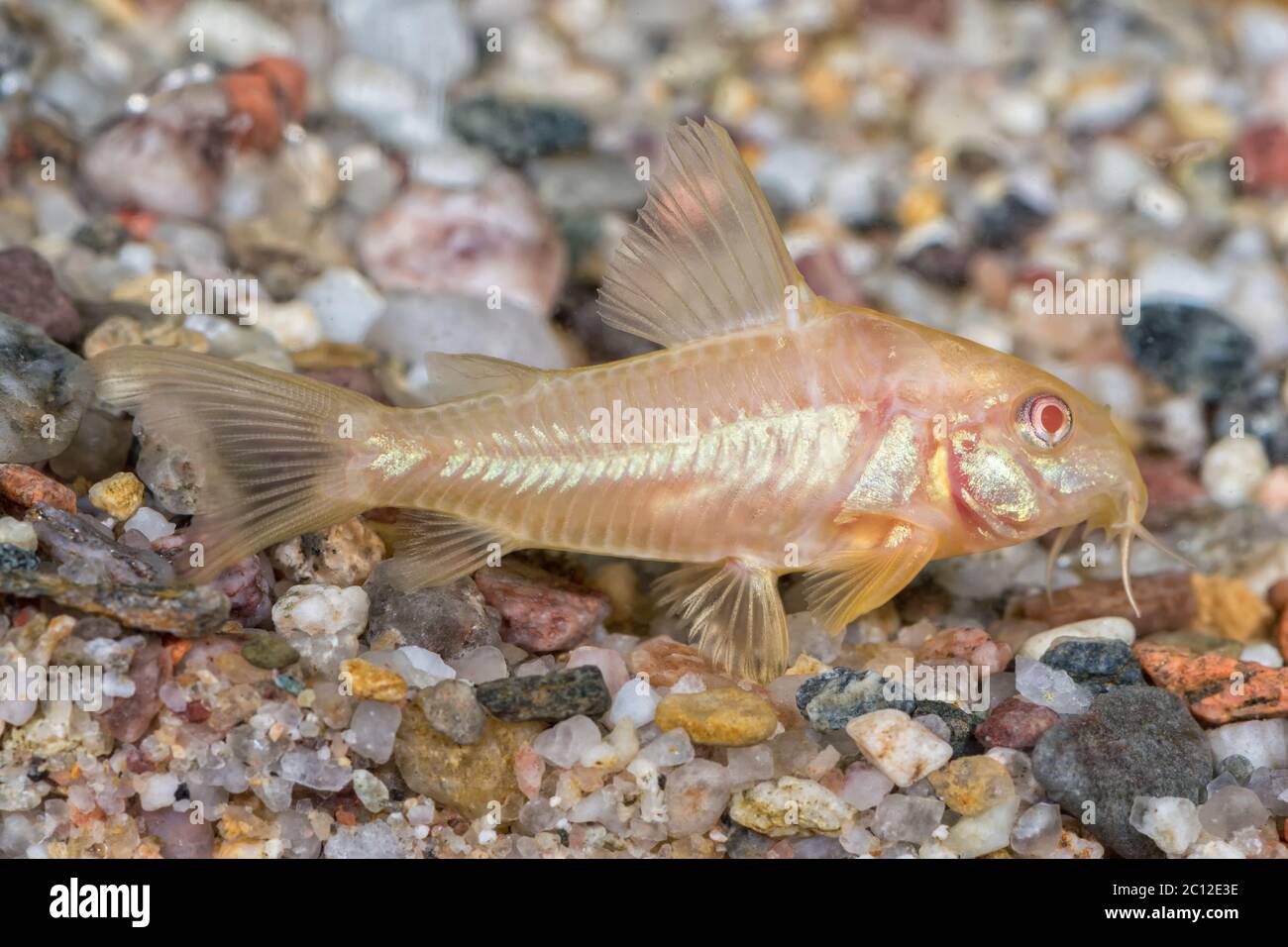 Catfish corydoras tropical fish aquarium hi-res stock photography and ...