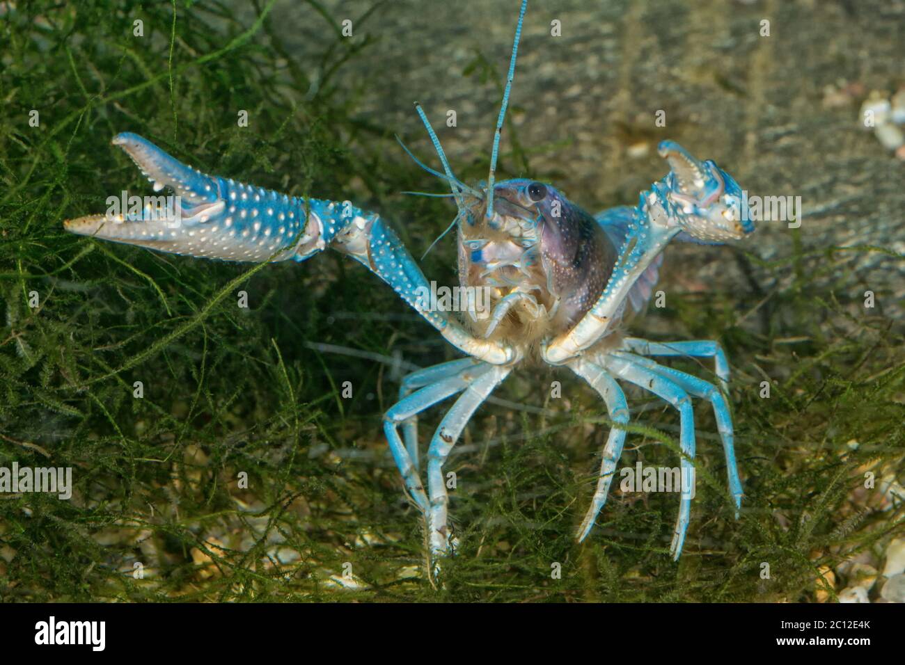 Blue crayfish in aquarium hi-res stock photography and images - Alamy