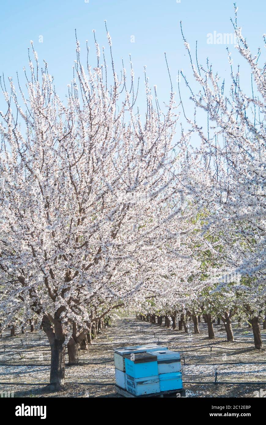 Almond Trees in Bloom Stock Photo - Alamy