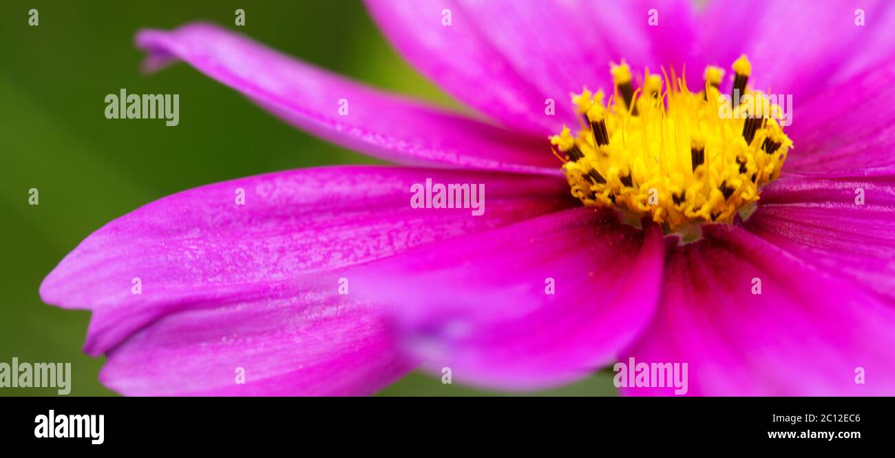 Stsaubblaetter hi-res stock photography and images - Alamy
