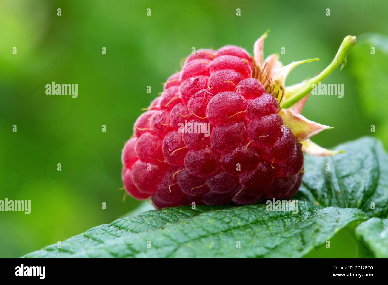 Rubus idaeus tree hi-res stock photography and images - Alamy