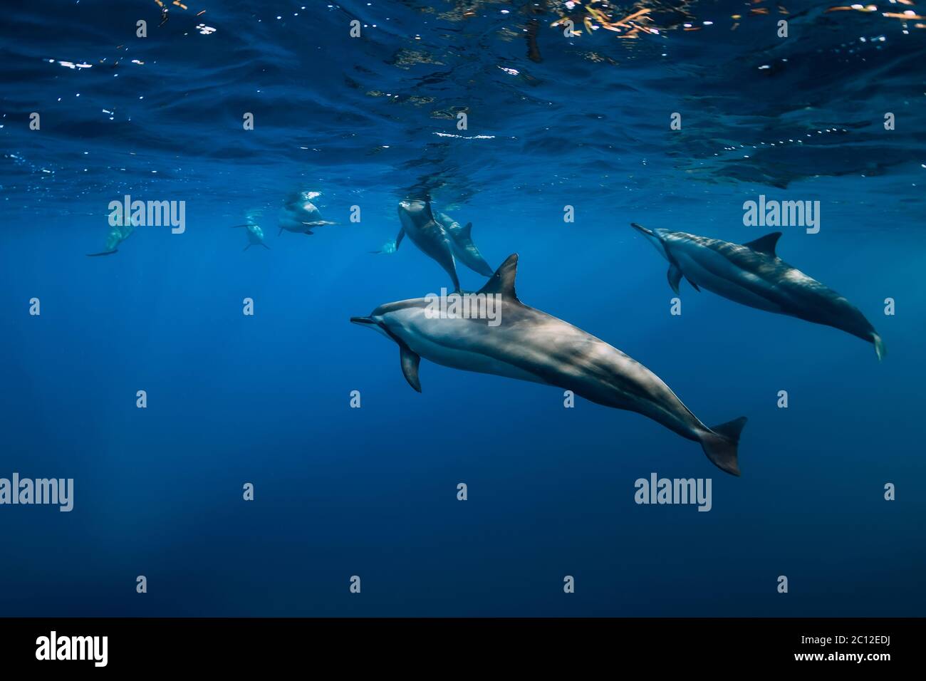 Pod of Spinner dolphins underwater in blue ocean with sun light Stock ...