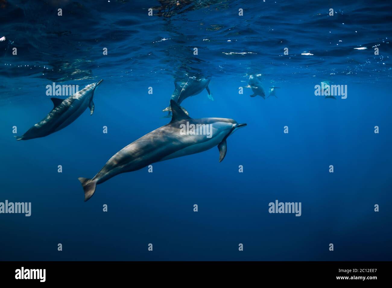 Dolphins family swimming in Indian ocean at Mauritius island Stock ...