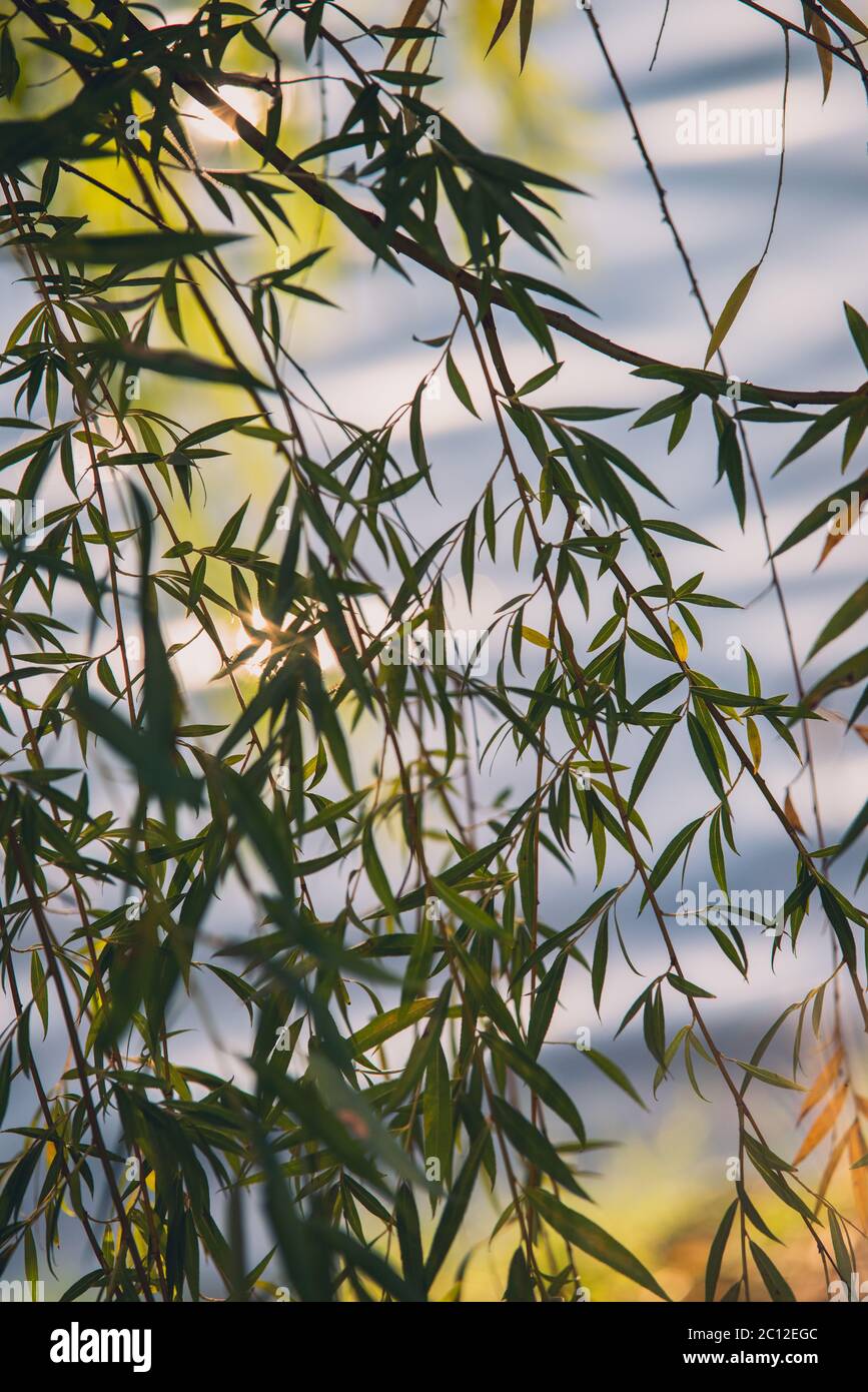 Summer or early autumn park with pond river and weeping willow trees on ...