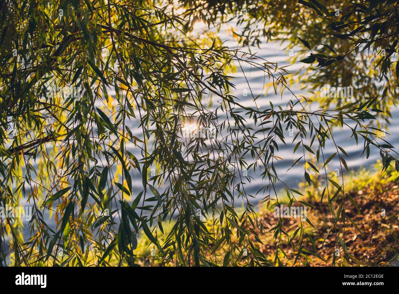 Weeping willow trees hi-res stock photography and images - Alamy