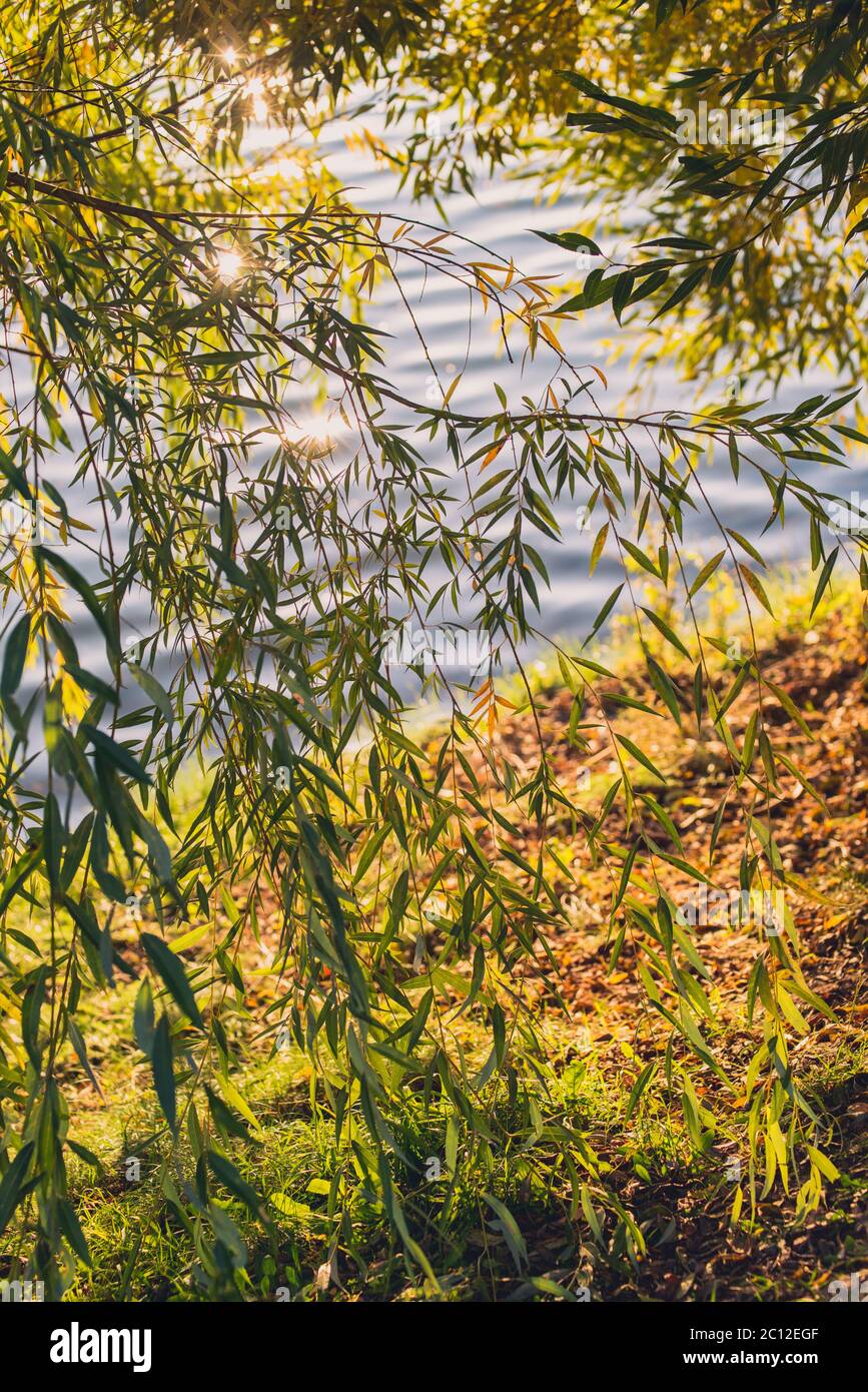 Weeping willow trees hi-res stock photography and images - Alamy