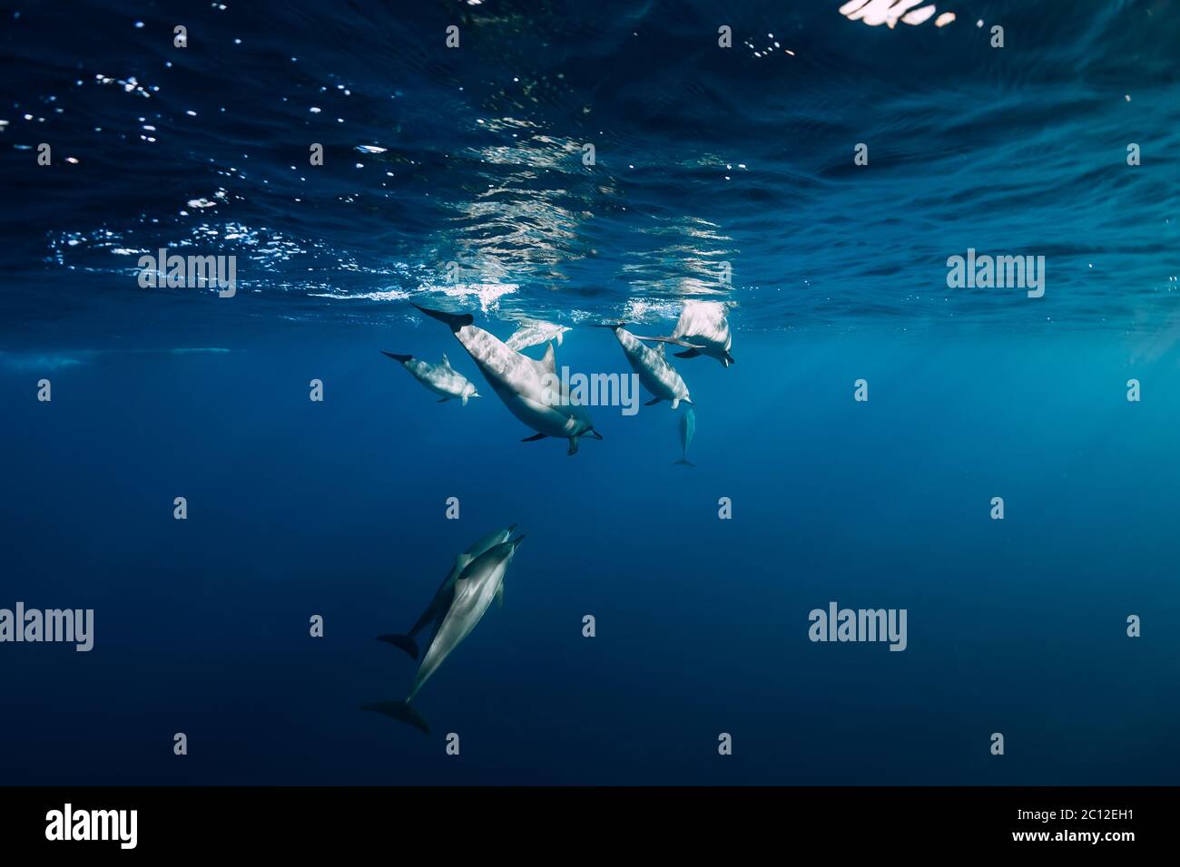 Spinner dolphins underwater in blue ocean Stock Photo - Alamy