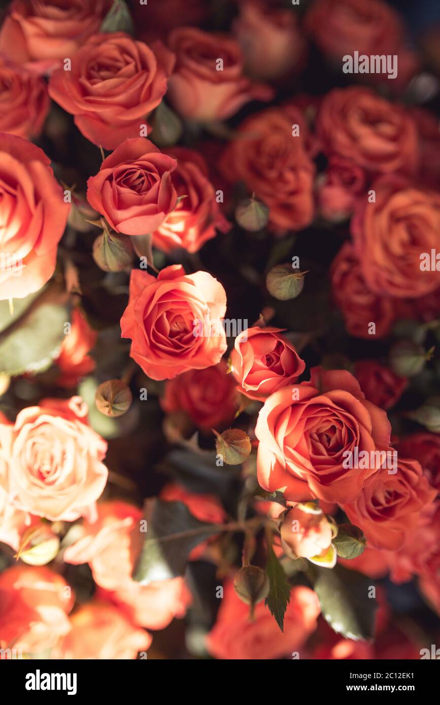 Natural red pink roses flower bouquet background Stock Photo - Alamy