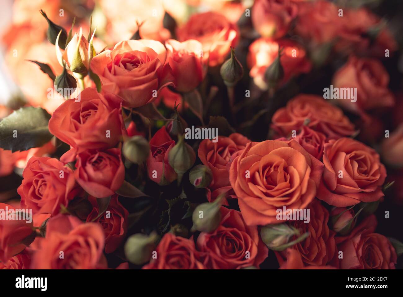 Natural red pink roses flower bouquet background Stock Photo - Alamy