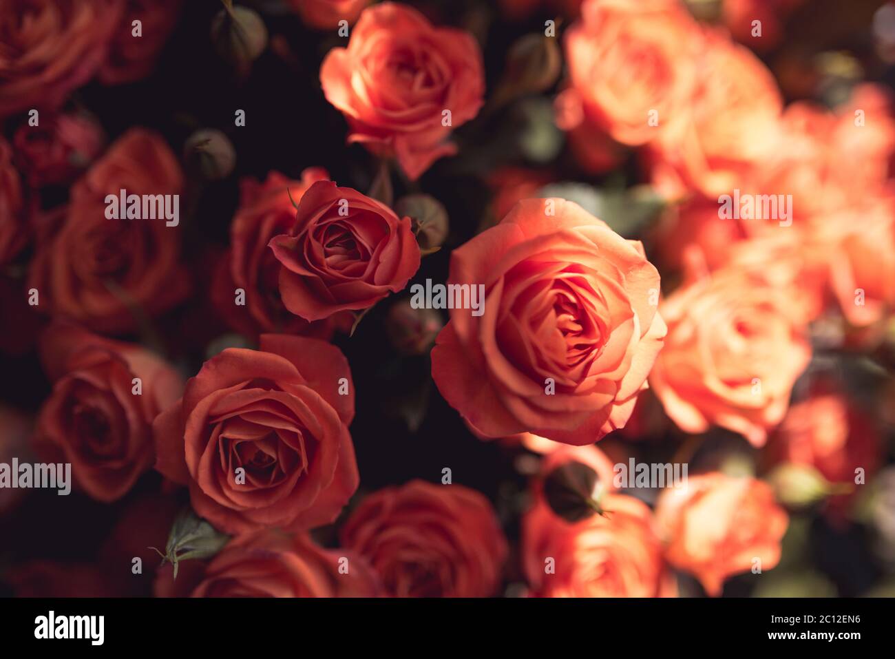 Natural red pink roses flower bouquet background Stock Photo - Alamy