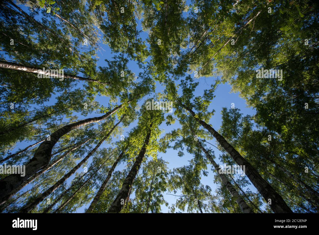 Looking up through tree hi-res stock photography and images - Alamy