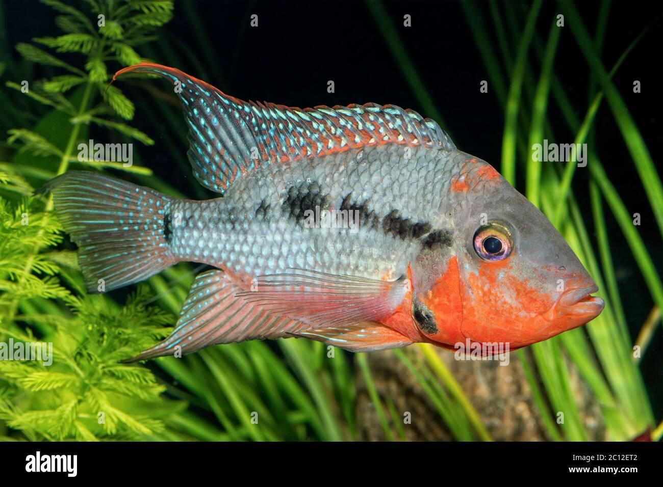 Portrait of cichlid fish from genus Thorichthys Stock Photo - Alamy