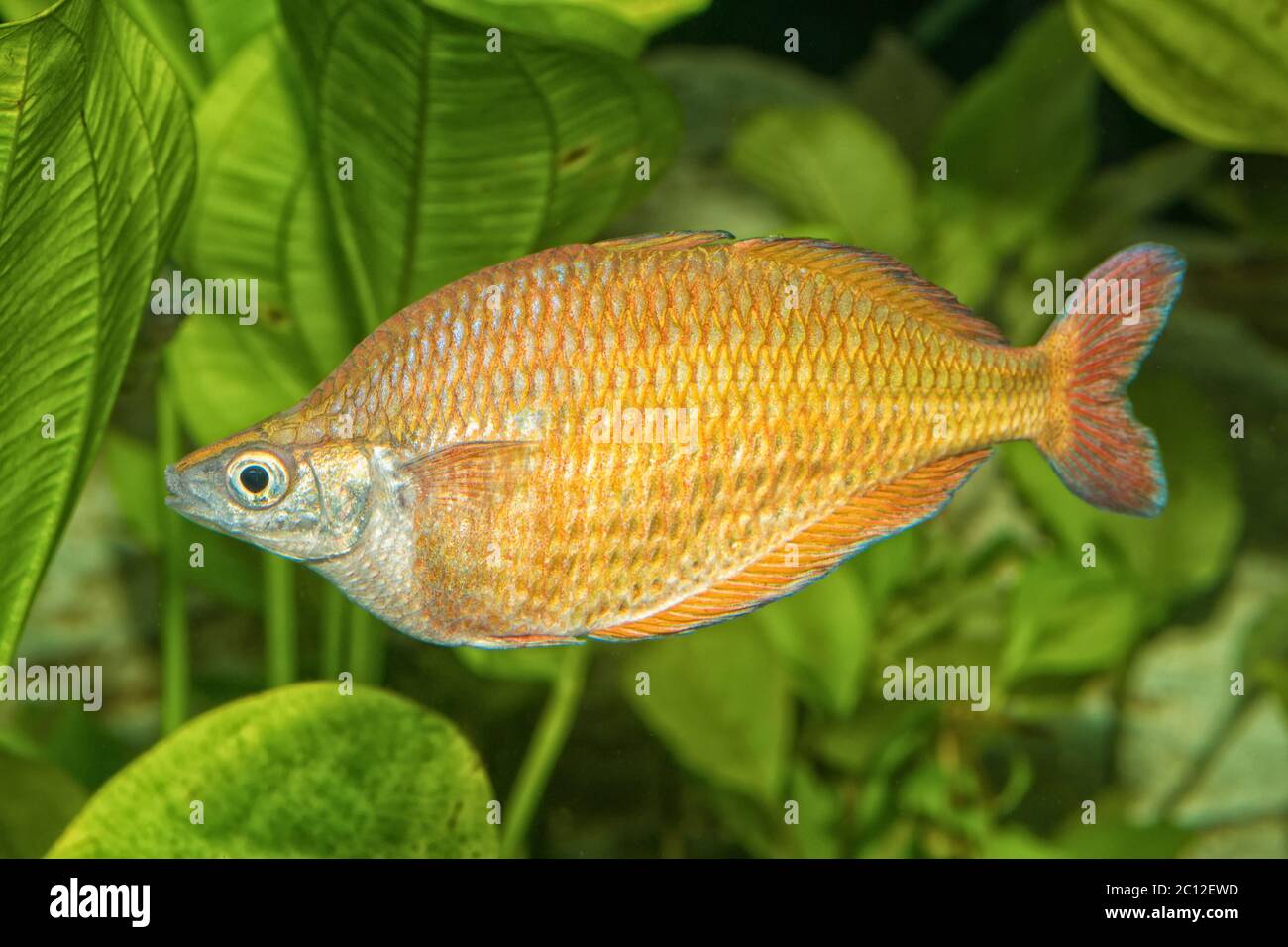 Melanotaenia hi-res stock photography and images - Alamy