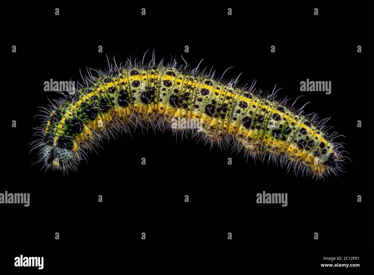 Caterpillar in colours hi-res stock photography and images - Alamy