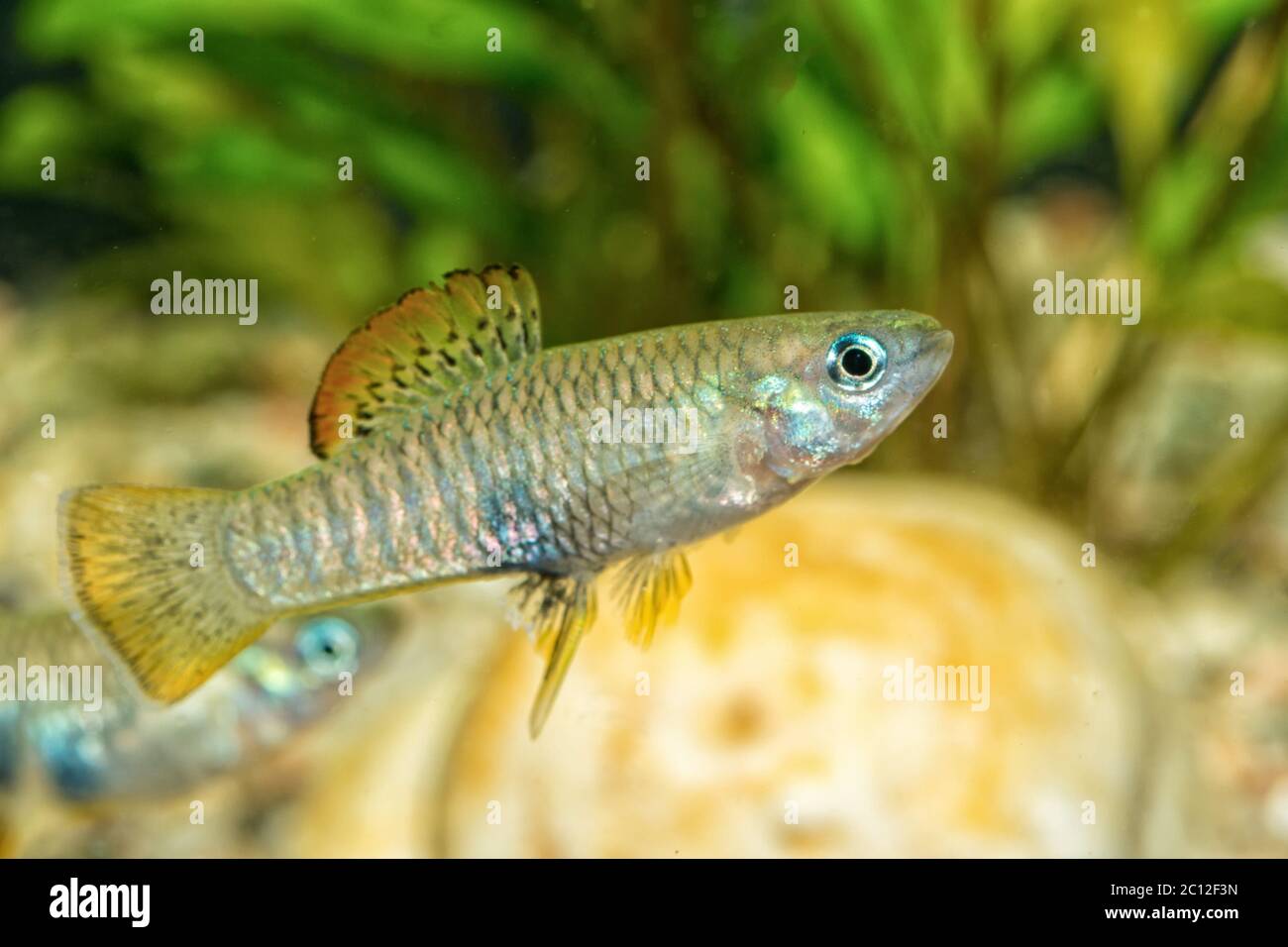 Poeciliidae hi-res stock photography and images - Alamy