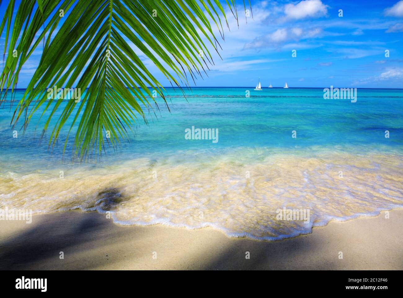 Sea leaves hi-res stock photography and images - Alamy