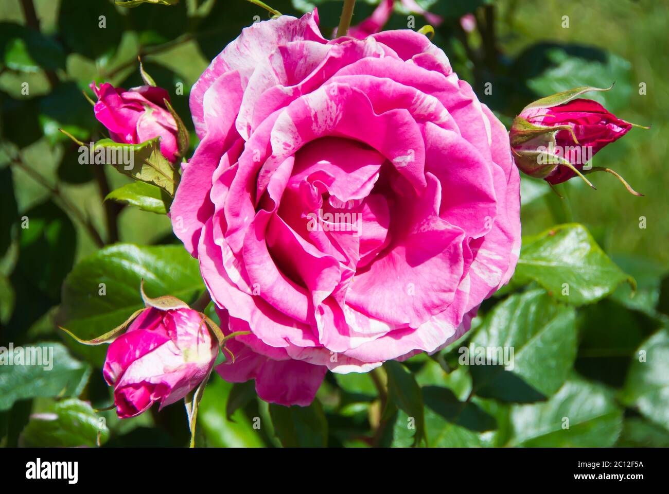 Rose variation hi-res stock photography and images - Alamy