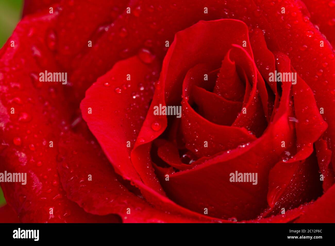Closeup red rose hi-res stock photography and images - Alamy