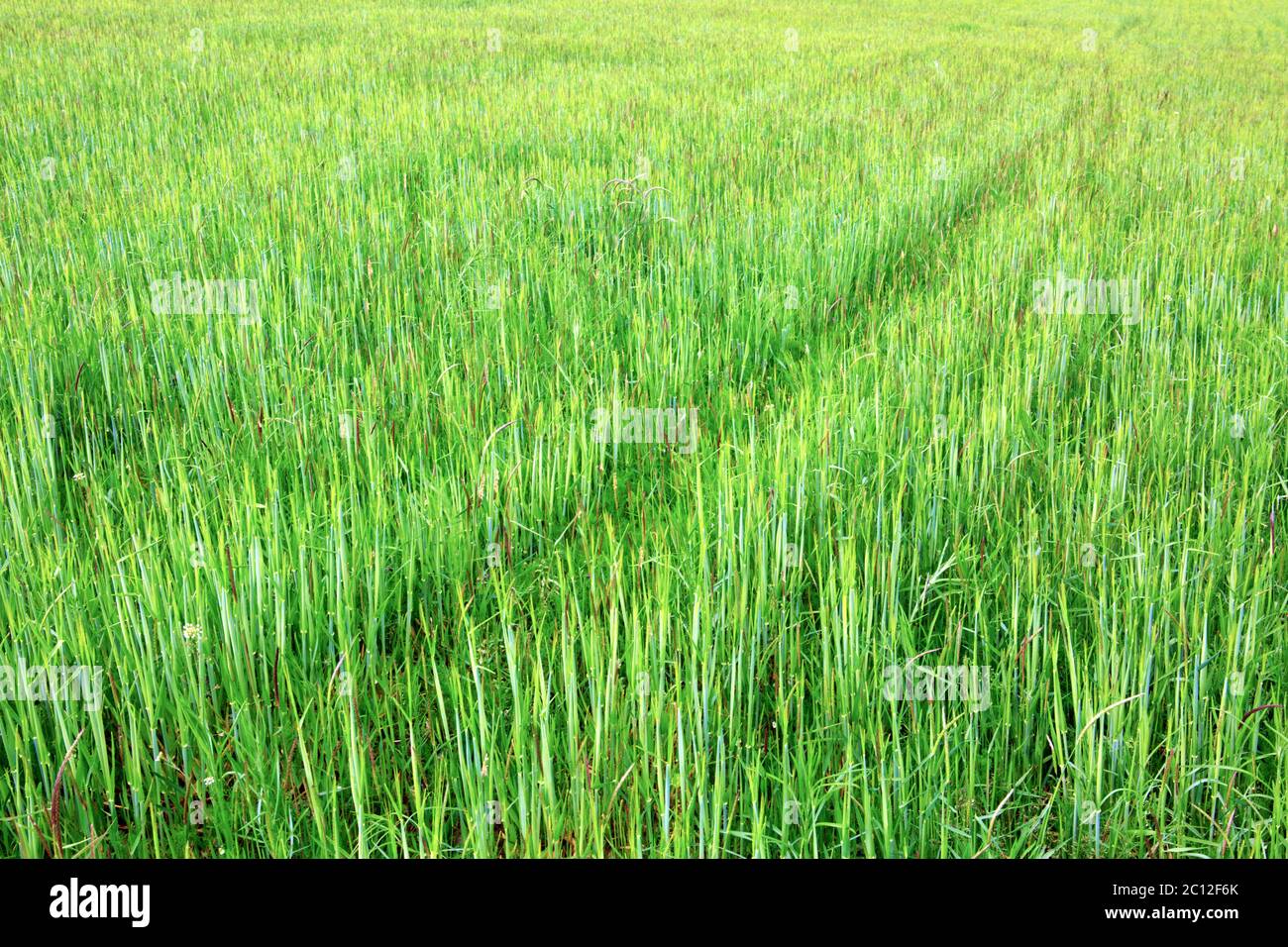 Green field of grass background Stock Photo - Alamy