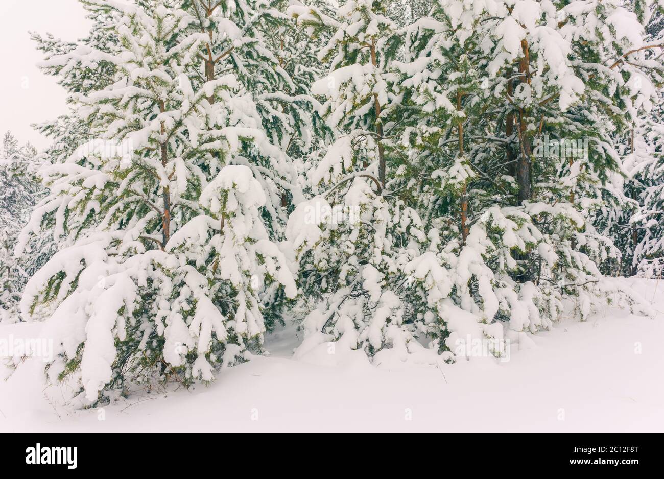 Winter Holiday Background Stock Photo - Alamy