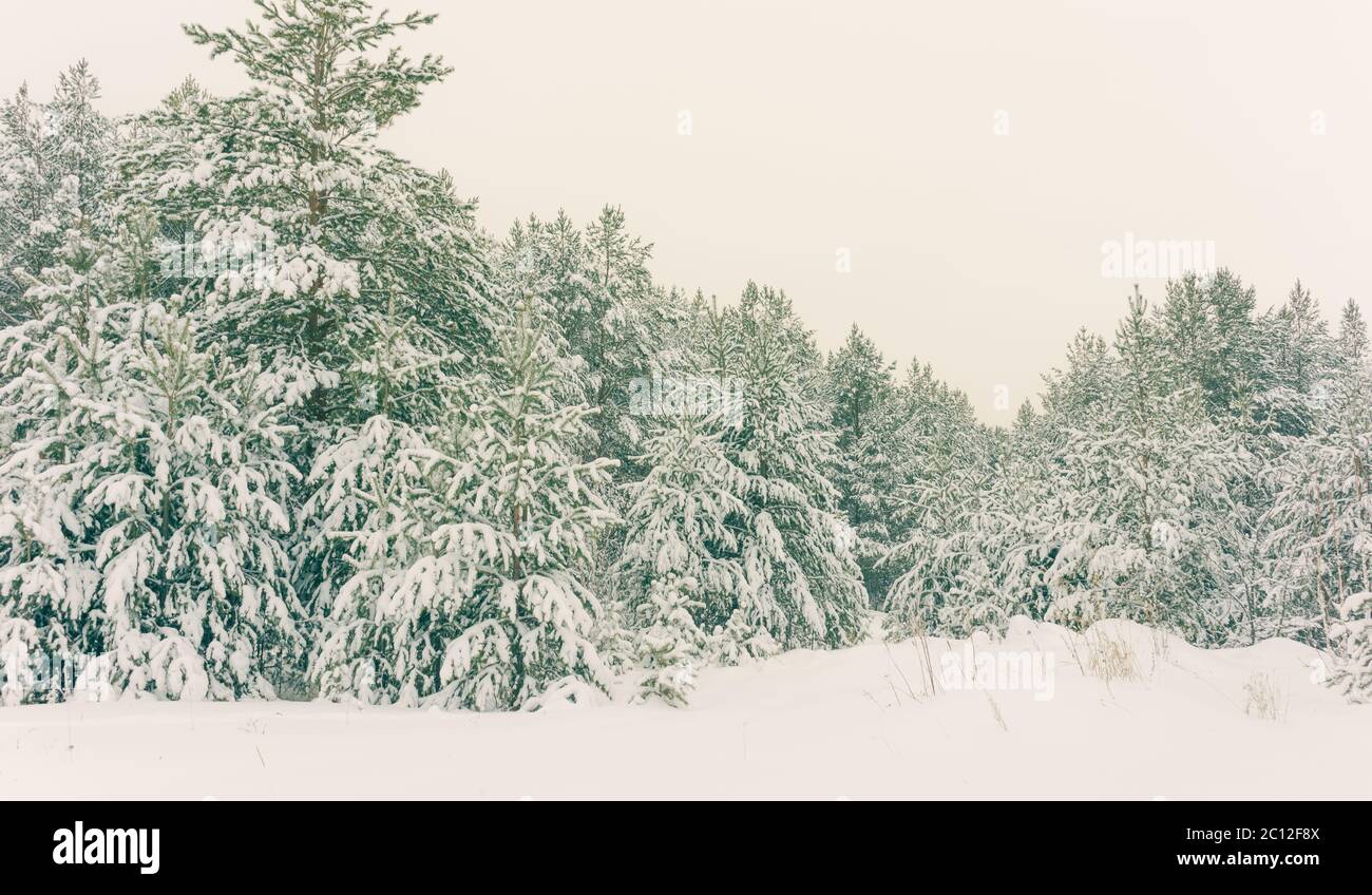 Winter Holiday Background Stock Photo - Alamy