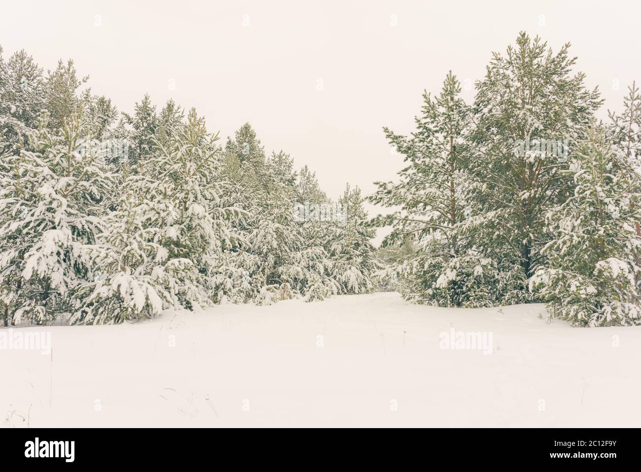 Winter Holiday Background Stock Photo - Alamy