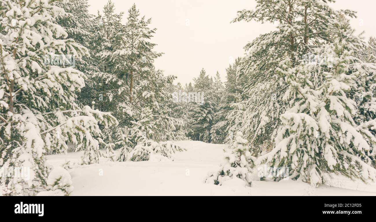 Winter Holiday Background Stock Photo - Alamy