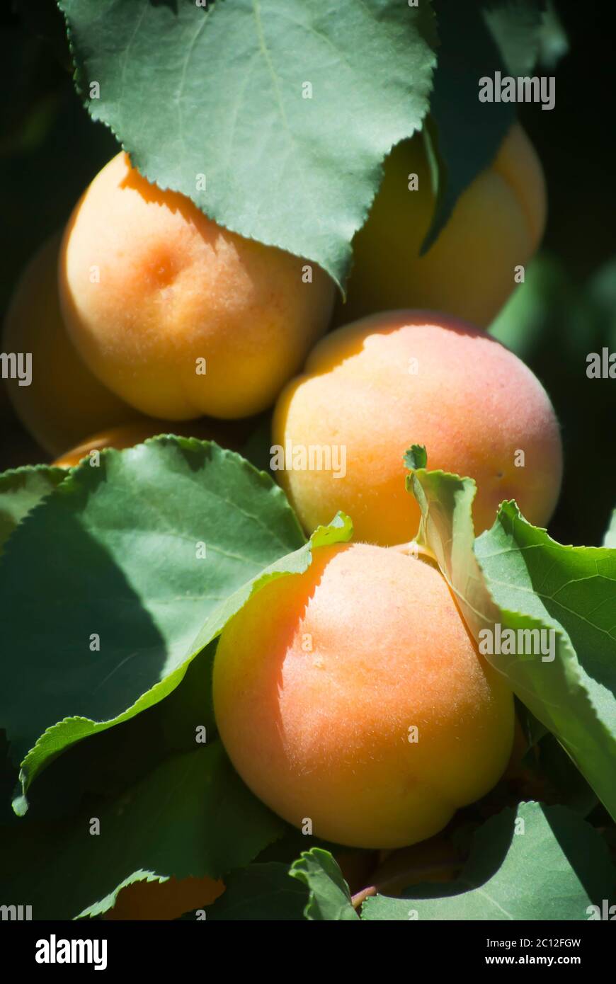 Orchard tree edible hi-res stock photography and images - Alamy