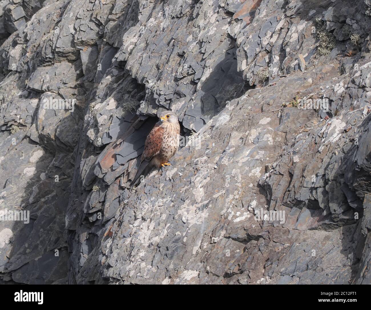 Cliff ledge perch hi-res stock photography and images - Alamy
