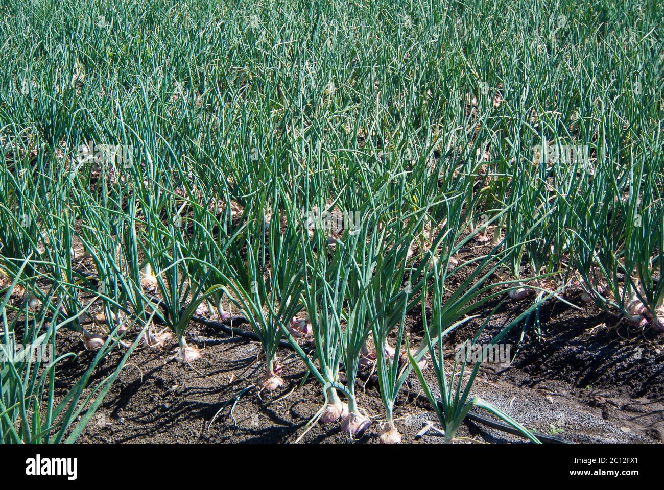 Field plants in spring hi-res stock photography and images - Alamy