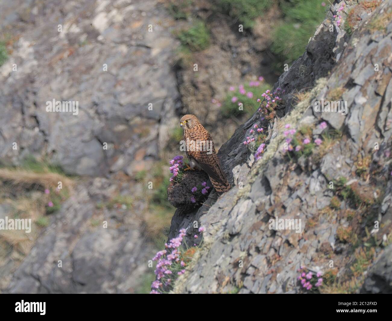 Kestrel on perch hi-res stock photography and images - Alamy