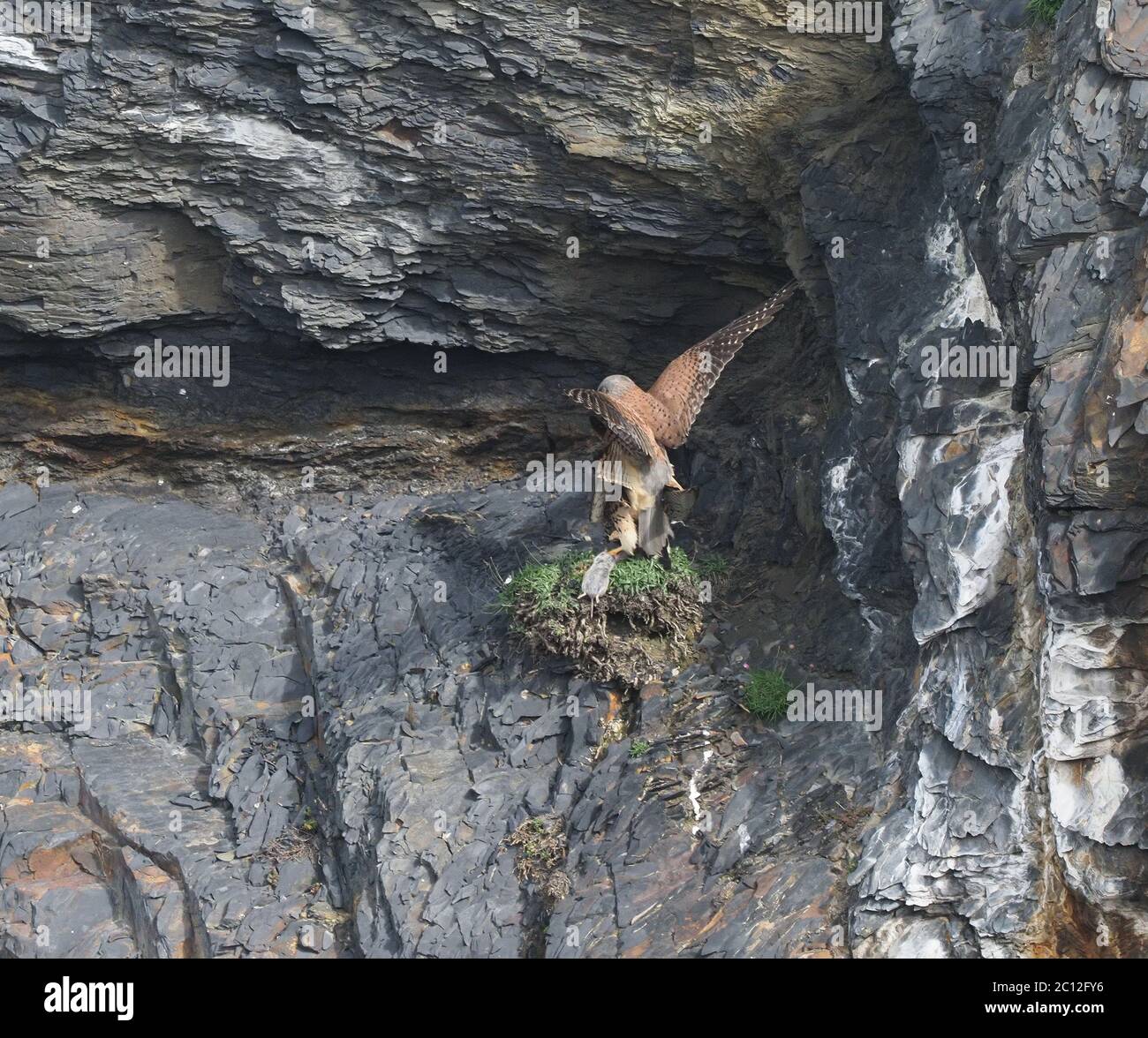 Kestrels wales hi-res stock photography and images - Alamy