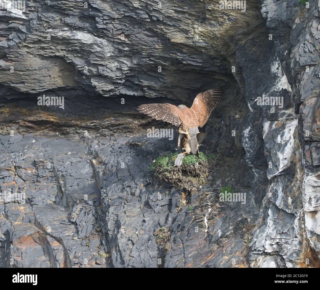 Kestrels wales hi-res stock photography and images - Alamy