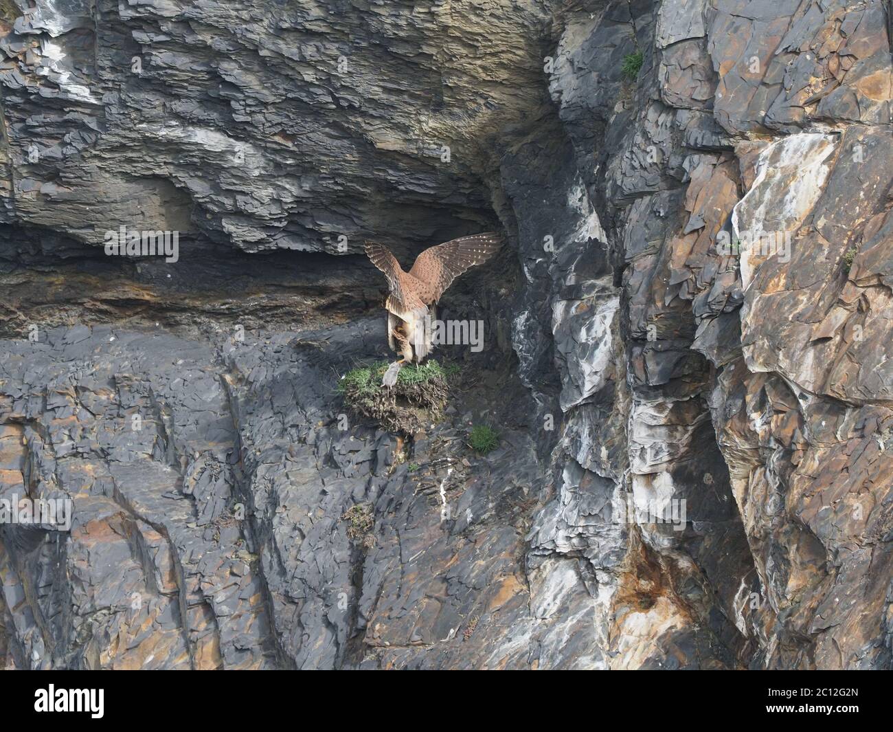 Kestrels wales hi-res stock photography and images - Alamy